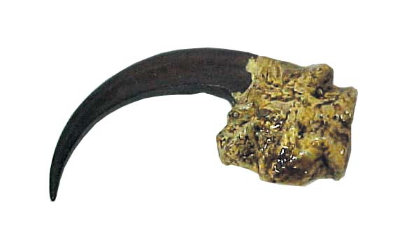 Synthetic Eagle Claw – Sunbeam General Store